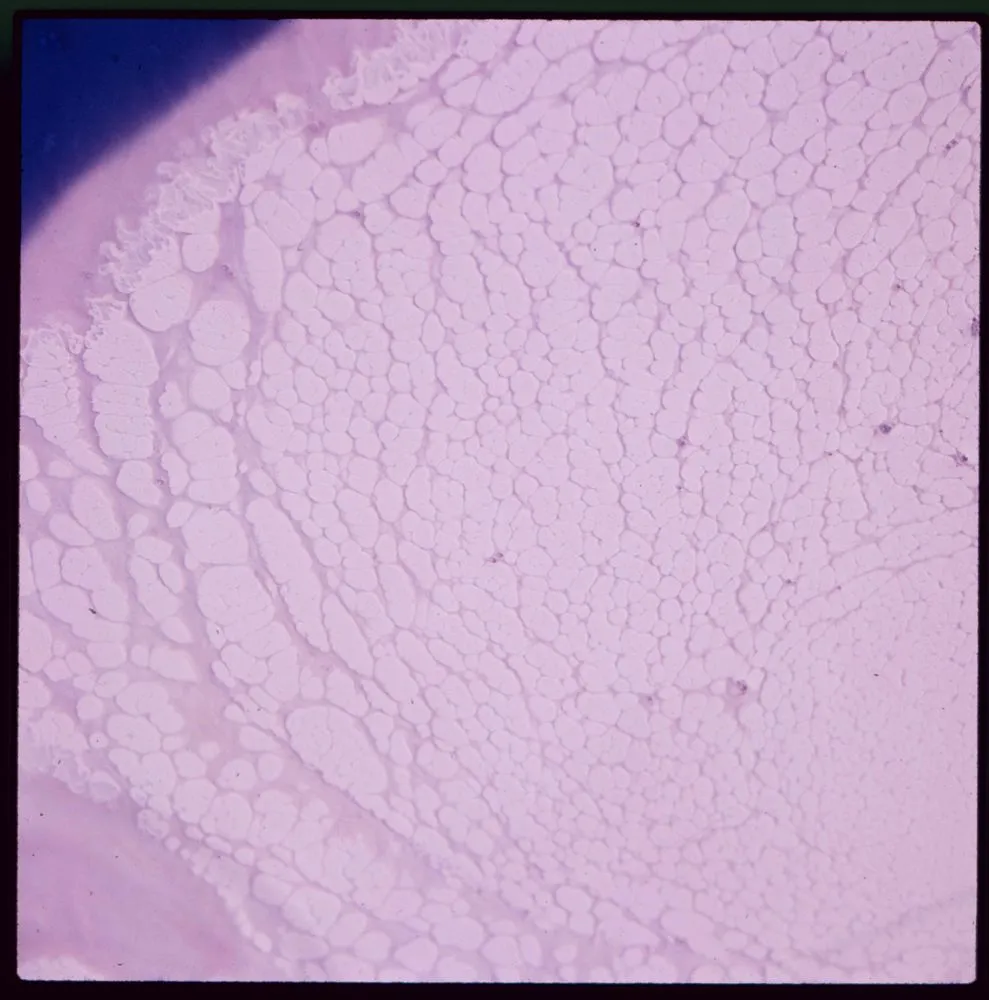 Untitled [Mud & stick pattern] | Record | DigitalNZ