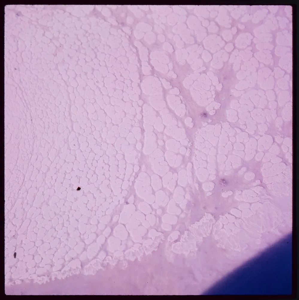 Untitled [Mud & stick pattern] | Record | DigitalNZ