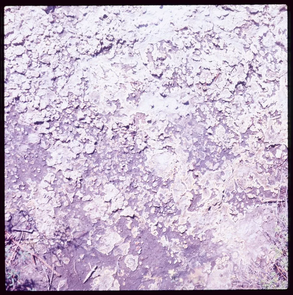 Untitled [Mud & stick pattern] | Record | DigitalNZ