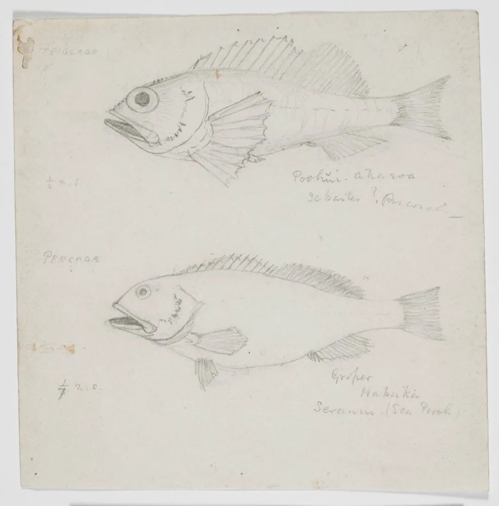 Pouhui-akaroa [Sic] groper hapuka | Record | DigitalNZ