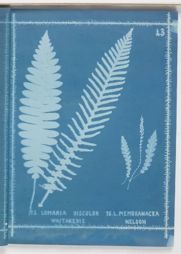 Lomaria discolor, Waitakerie and L. membranacea, Nelson. From the album ...
