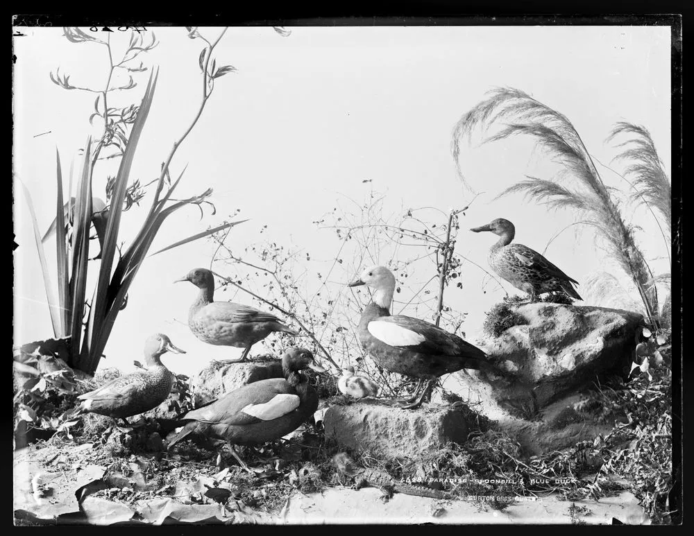 Paradise, Spoonbill and Blue Duck | Record | DigitalNZ