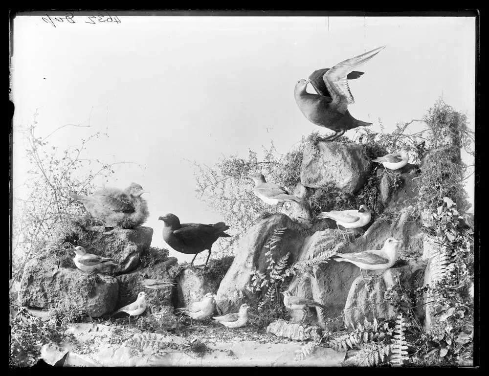 [Muttonbird, Whalebird, Stormy Petrel, Night Bird, Blue Billy, Diving ...