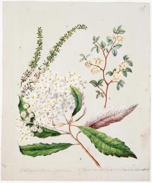 Olearia rani; O. Hectorii; O.Solandri | Record | DigitalNZ