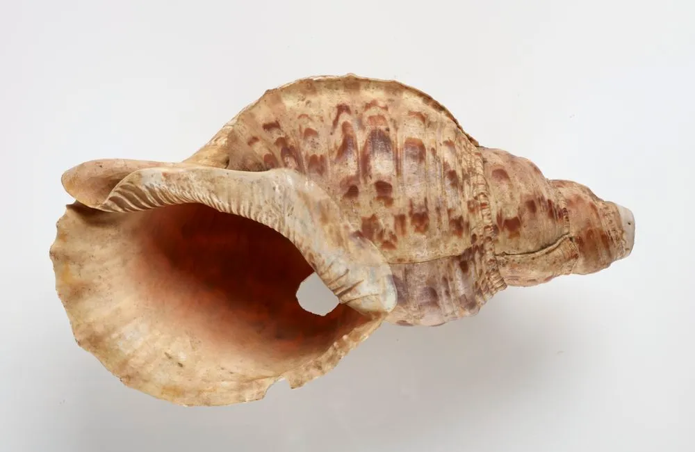 Pūtātara (shell trumpet) | Record | DigitalNZ