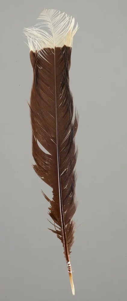 Huia feather | Record | DigitalNZ