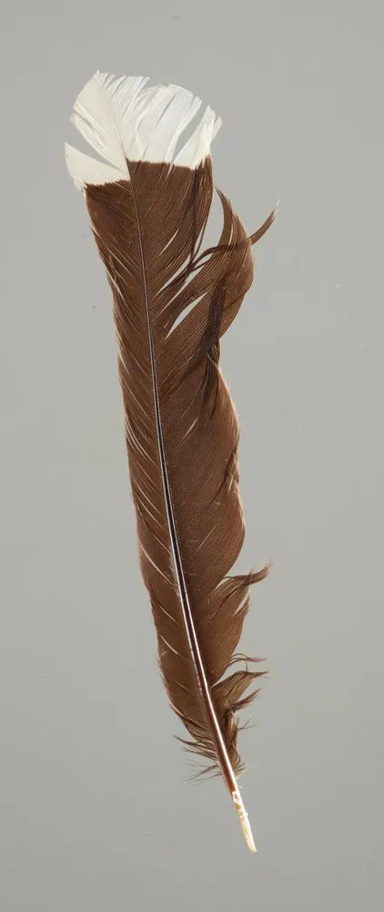 Kōtore huia (Huia bird tail feather/s) | Record | DigitalNZ
