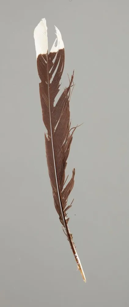 Huia feather | Record | DigitalNZ