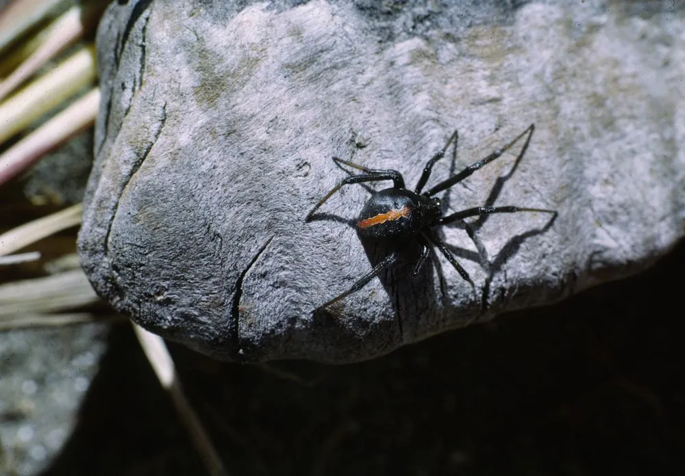 Katipo Spider | Record | DigitalNZ