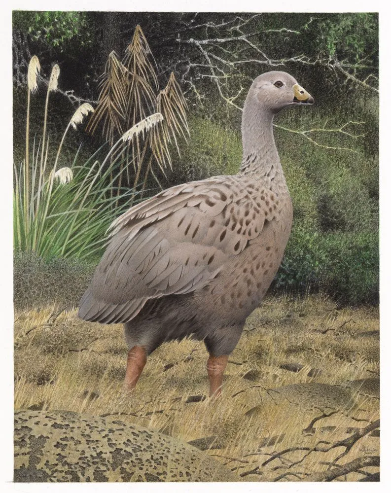 North Island Goose. Cnemiornis gracilis. From the series: Extinct Birds ...