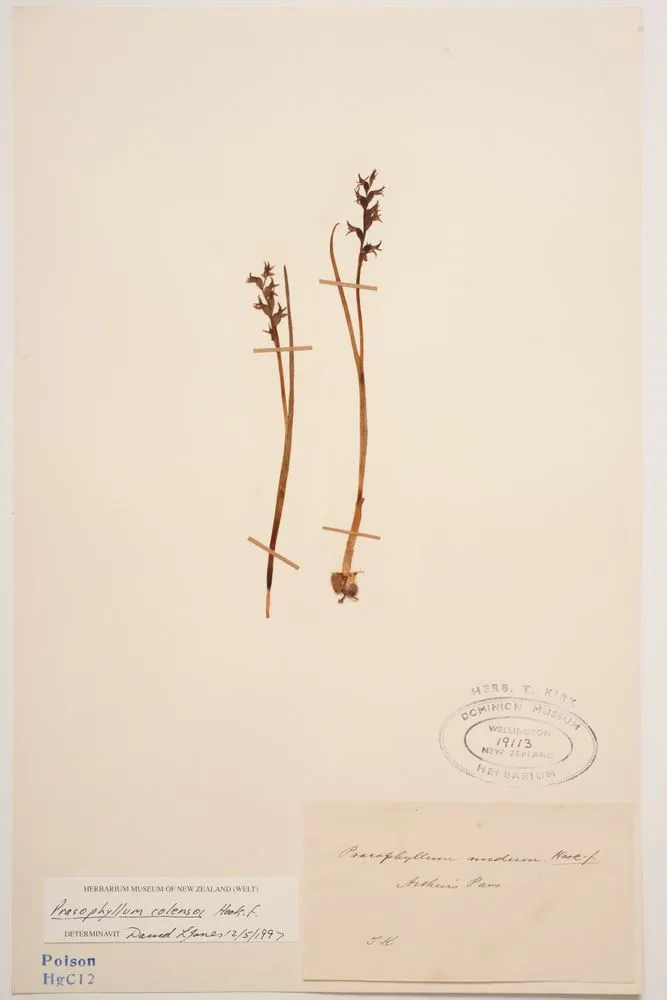 Prasophyllum colensoi Hook.f. | Record | DigitalNZ