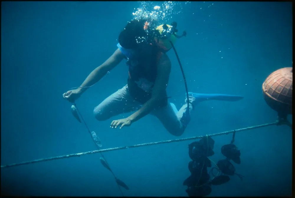 Diver connecting oyster shells to a mooring line, Manihiki, Cook Islands | Record | DigitalNZ
