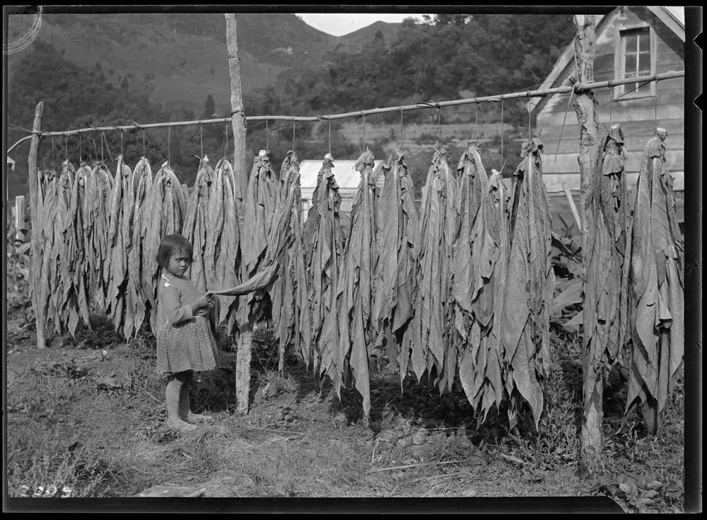 Tobacco leaf drying | Record | DigitalNZ