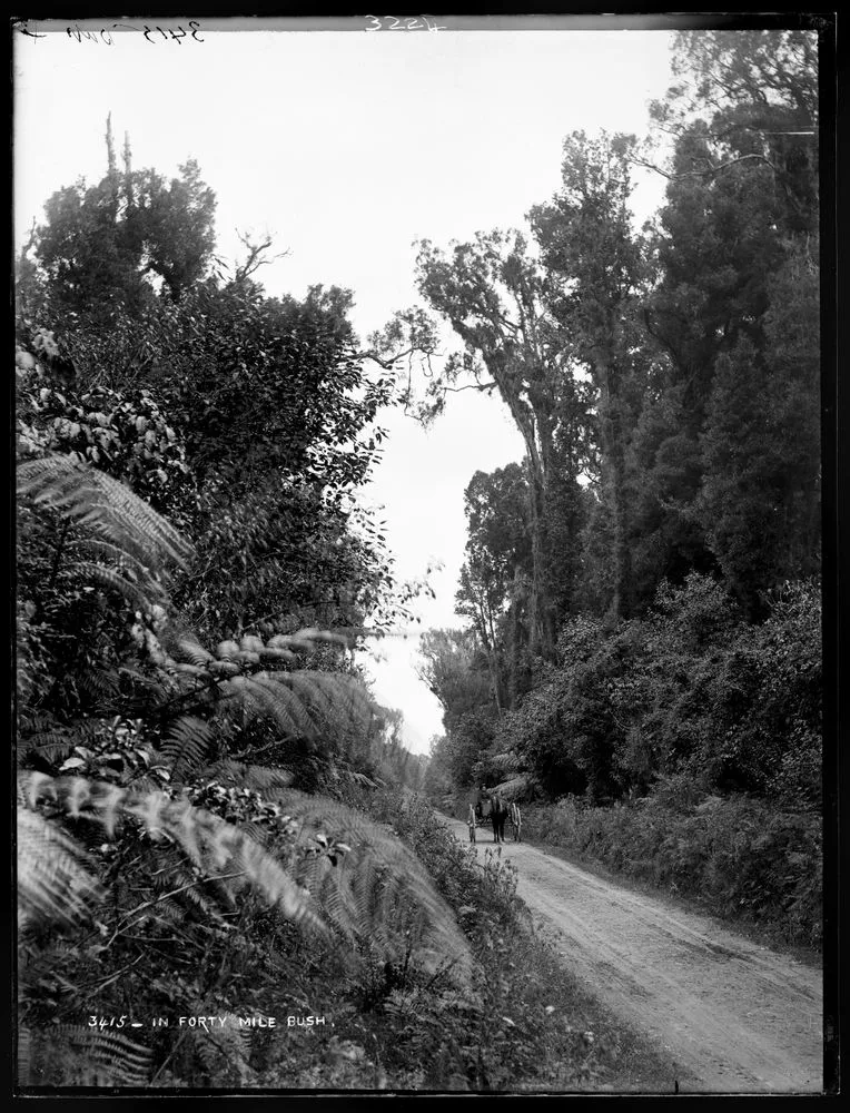 In Forty Mile Bush | Record | DigitalNZ