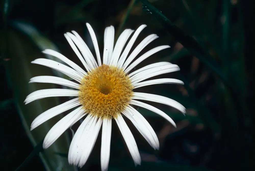 Native Daisy | Record | DigitalNZ