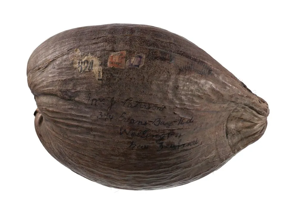 Coconut with two postage stamps | Record | DigitalNZ