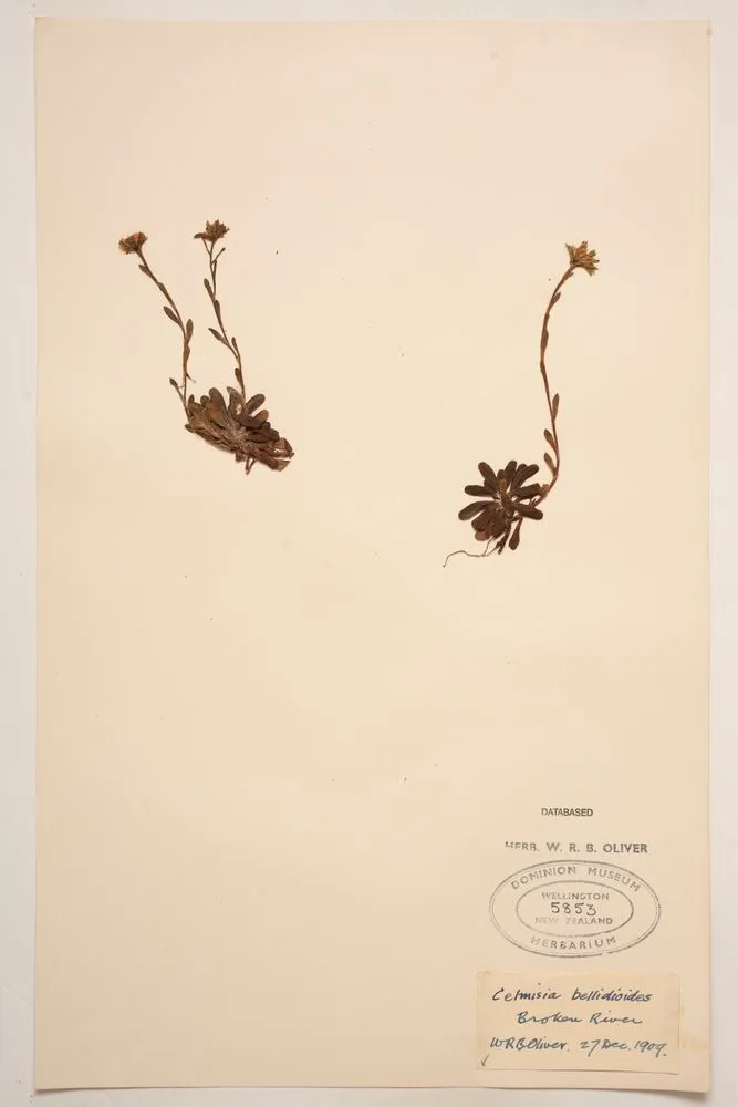 Green cushion mountain daisy, Celmisia bellidioides Hook.f. | Record | DigitalNZ