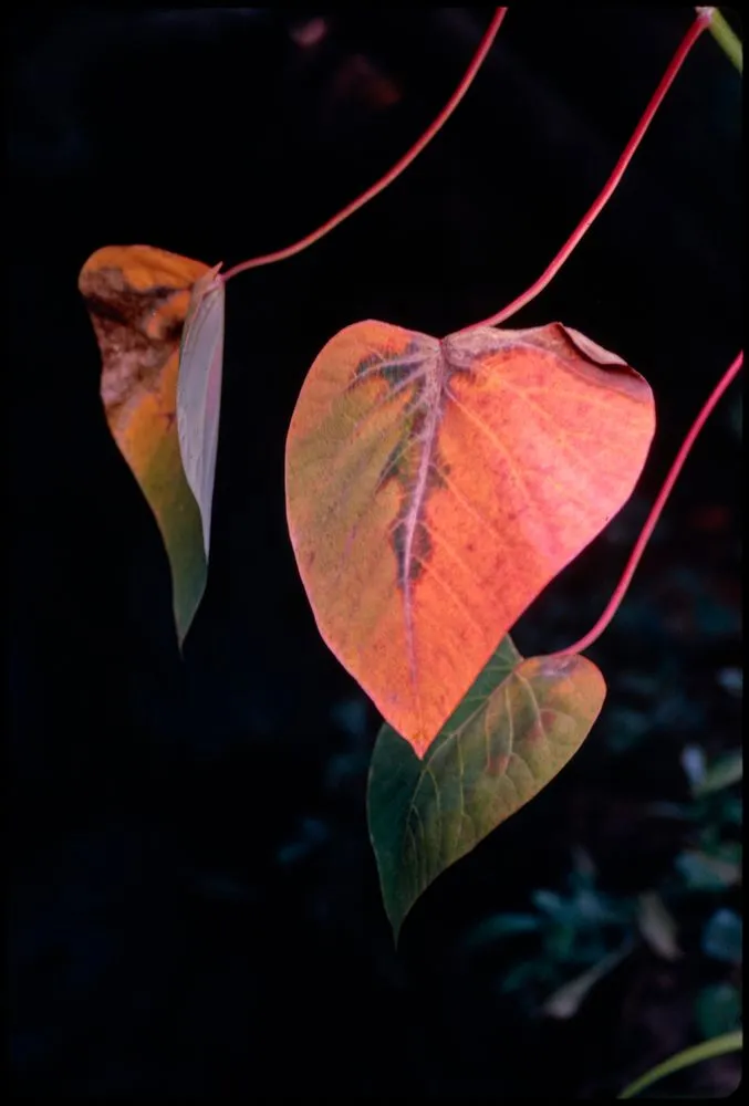 Leaves | Record | DigitalNZ