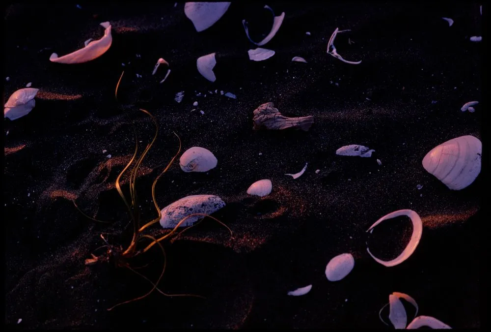 Sand and shells | Record | DigitalNZ