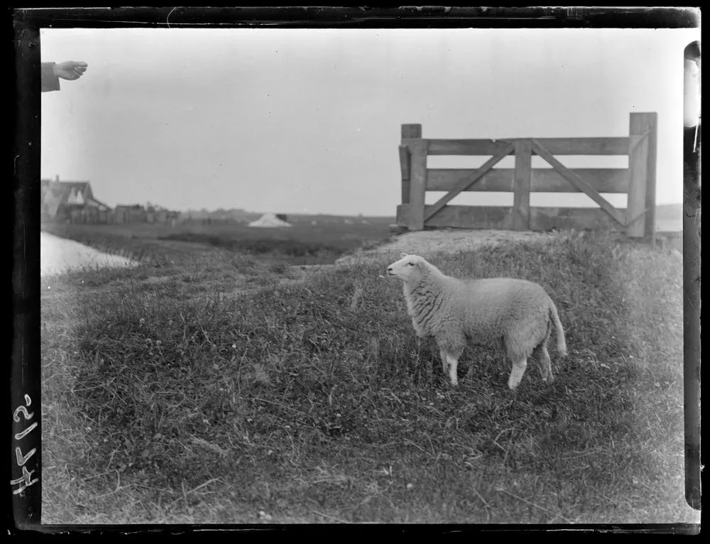 Lamb in a field, the Netherlands | Record | DigitalNZ