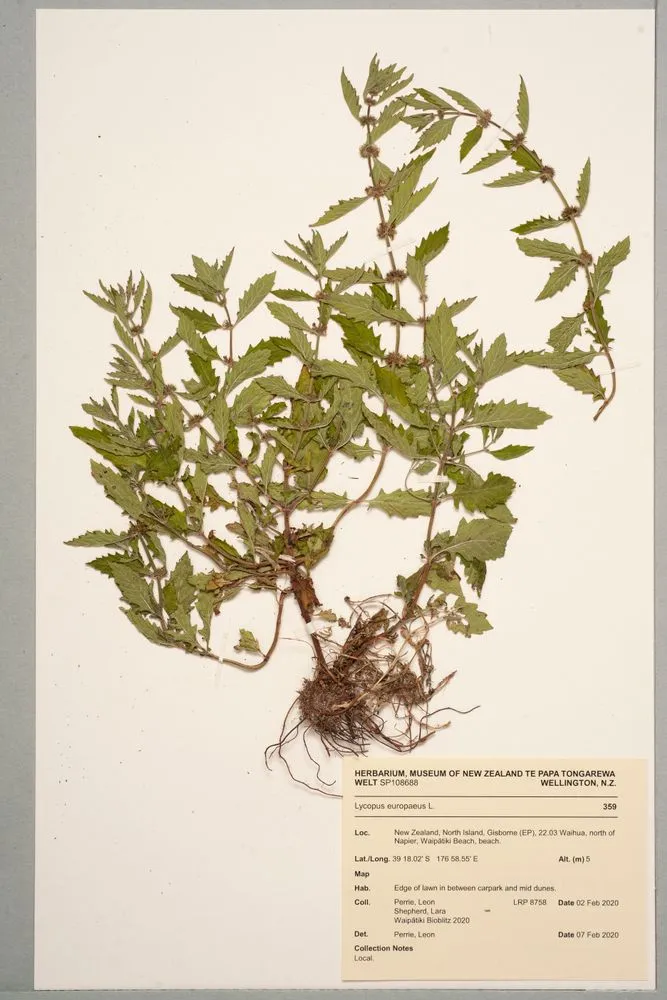 Gypsywort, Lycopus europaeus L. | Record | DigitalNZ