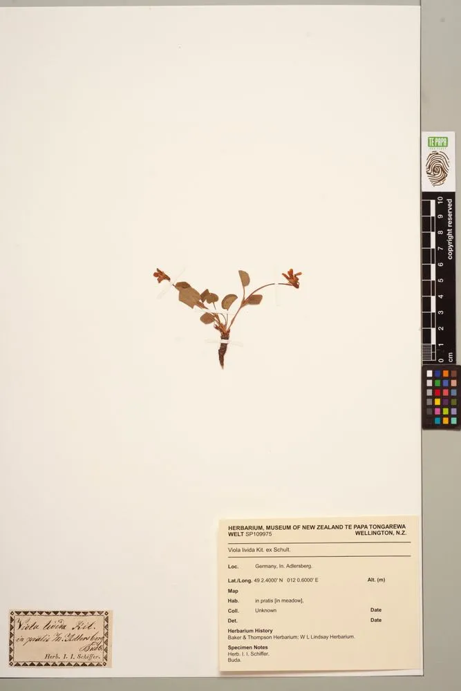 Viola livida Kit. ex Schult. | Record | DigitalNZ