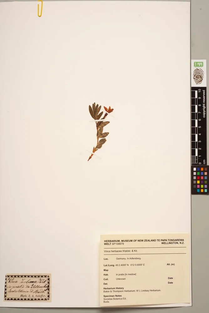 Vinca herbacea Waldst. & Kit. | Record | DigitalNZ
