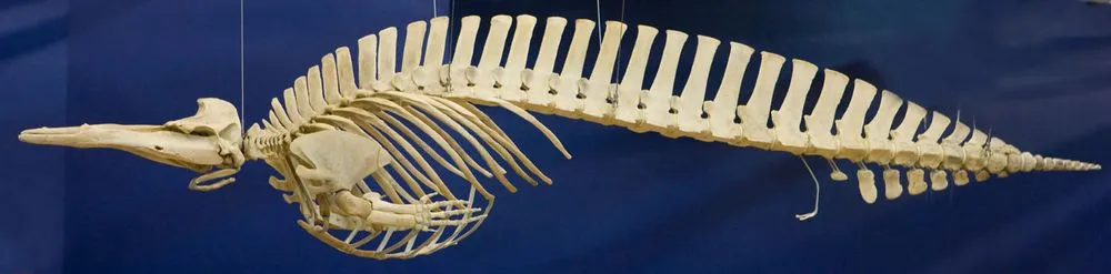 Gray's Beaked Whale, Mesoplodon grayi von Haast, 1876 | Record | DigitalNZ