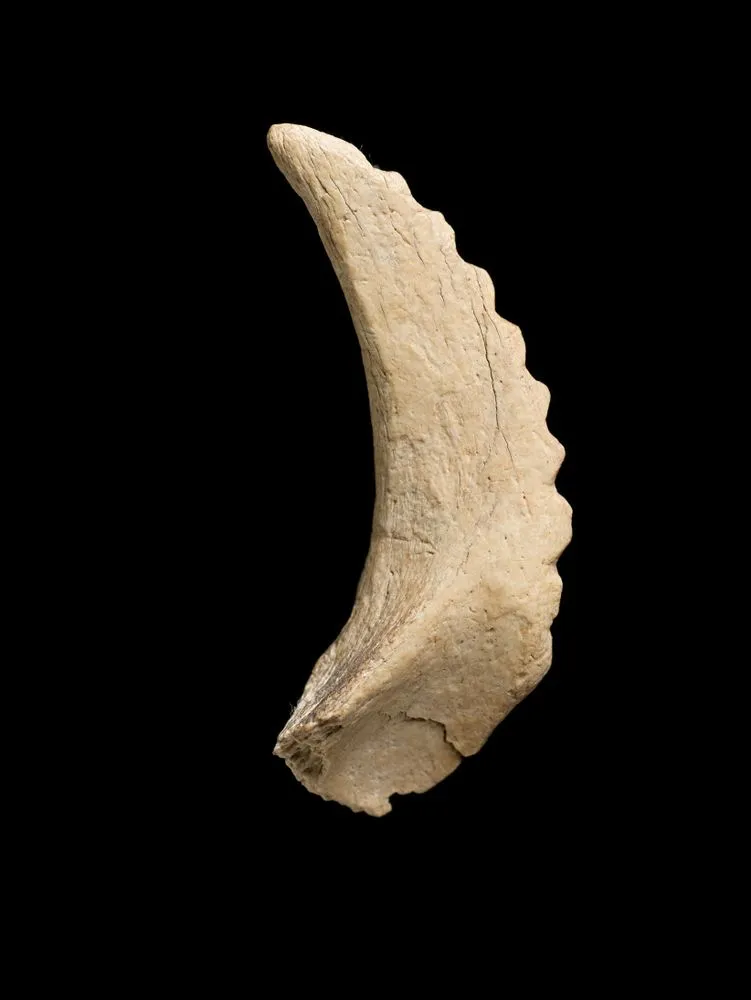 Mata (fish hook point) | Record | DigitalNZ