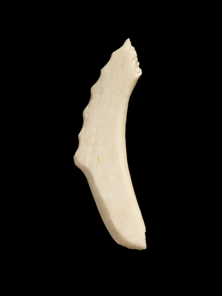 Mata (fish hook point) | Record | DigitalNZ