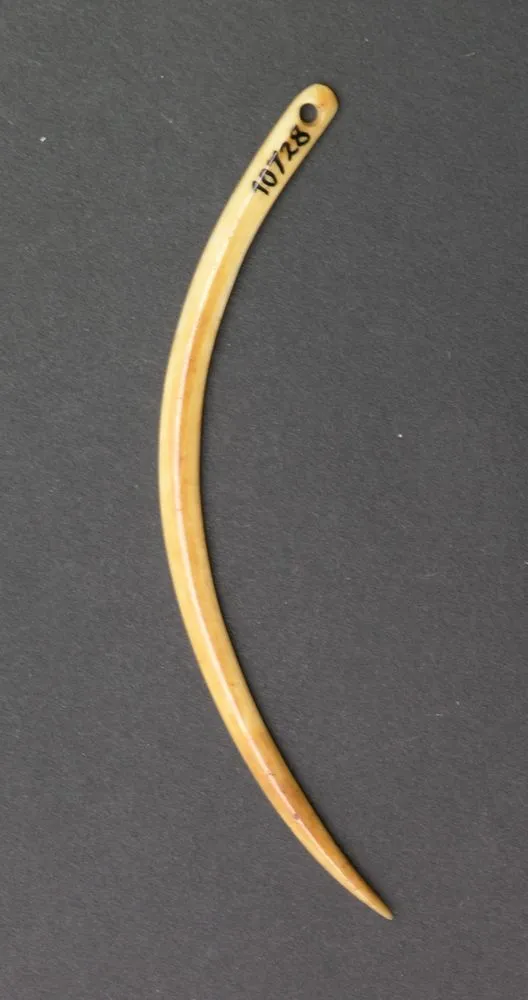 Aurei (cloak pin); Ngira (needle) | Record | DigitalNZ