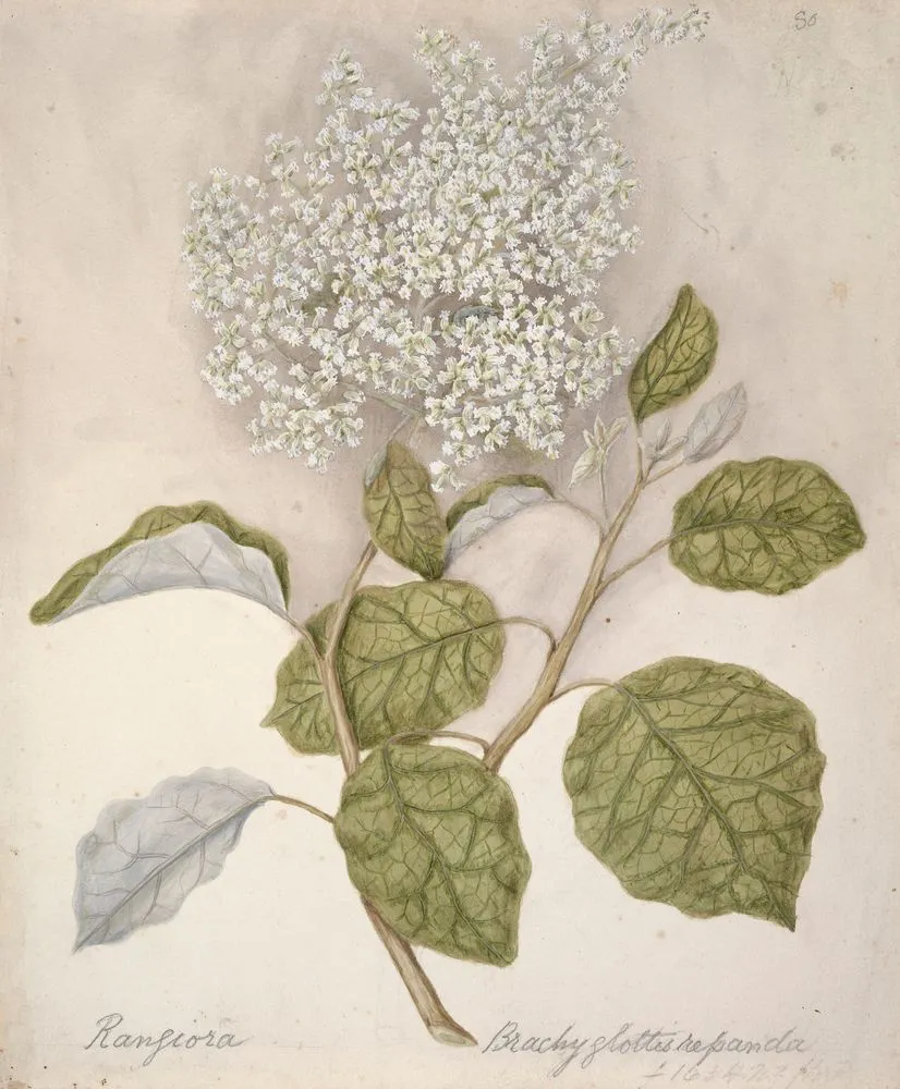 Rangiora | Record | DigitalNZ