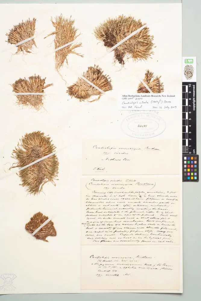 Centrolepis ciliata (Hook.f.) Druce | Record | DigitalNZ