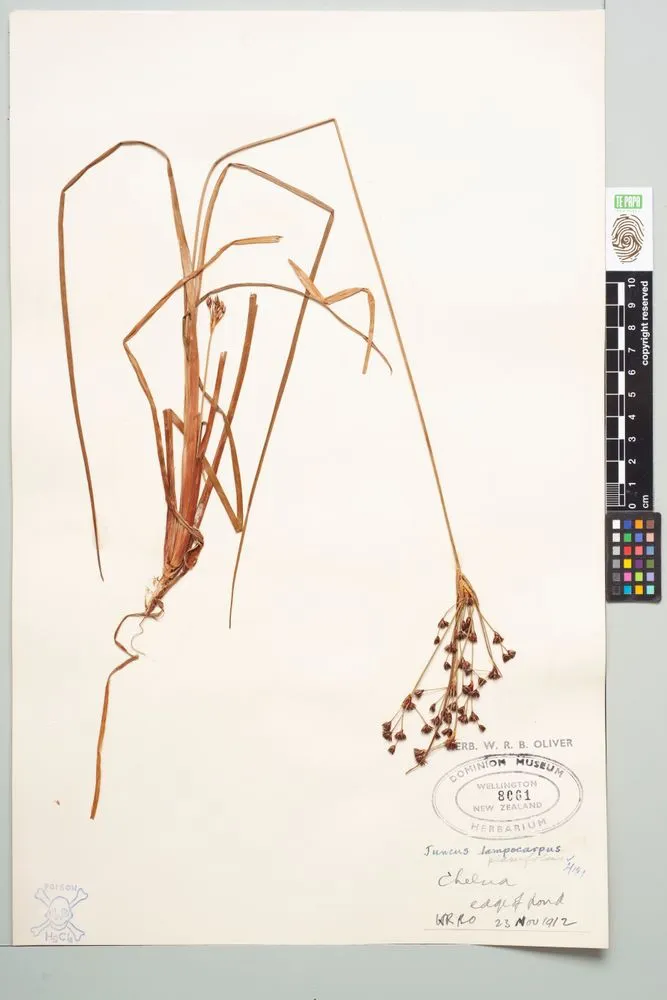 Juncus planifolius R.Br. | Record | DigitalNZ