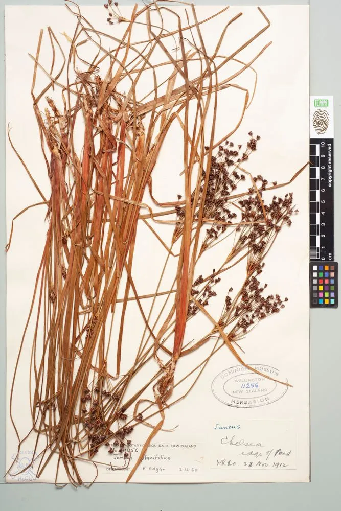 Juncus planifolius R.Br. | Record | DigitalNZ