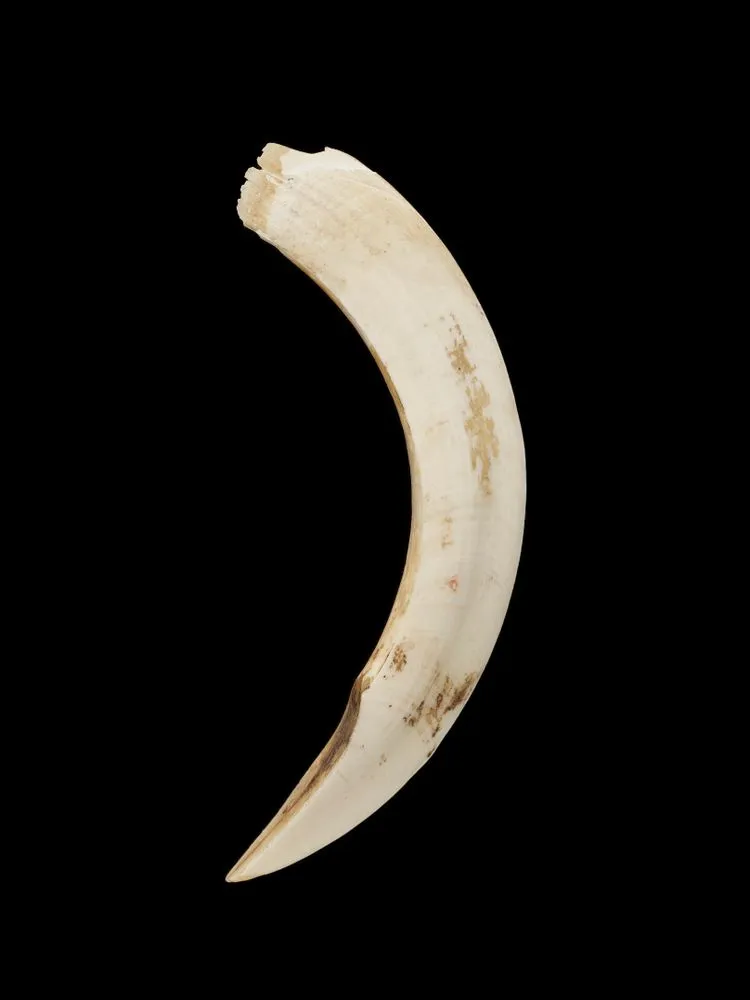 Boar Tusk | Record | DigitalNZ