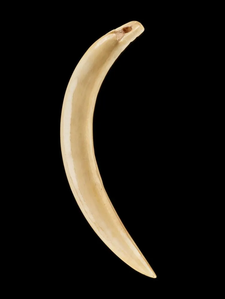 Aurei (pins) | Record | DigitalNZ