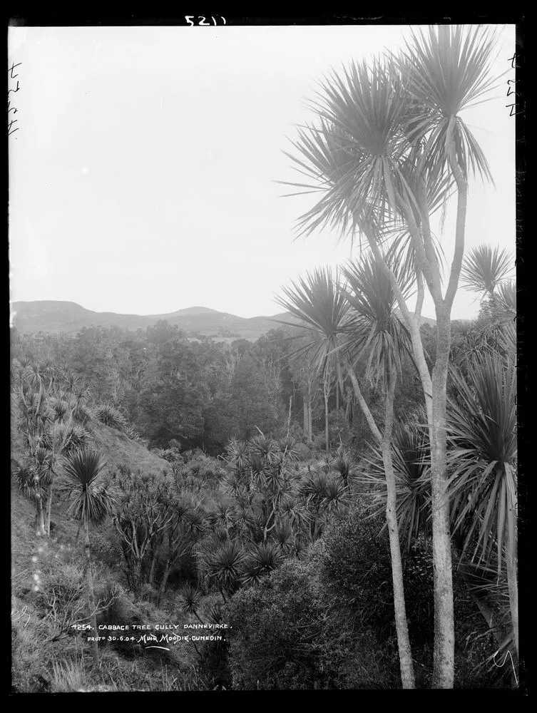Cabbage Tree Gully, Dannevirke | Record | DigitalNZ