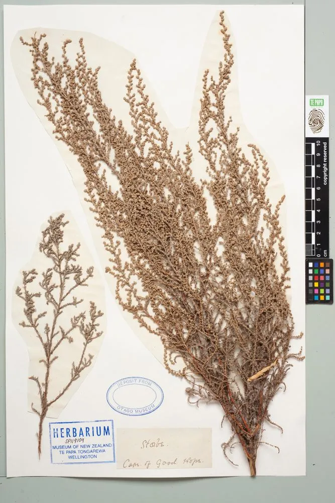 Stoebe | Record | DigitalNZ