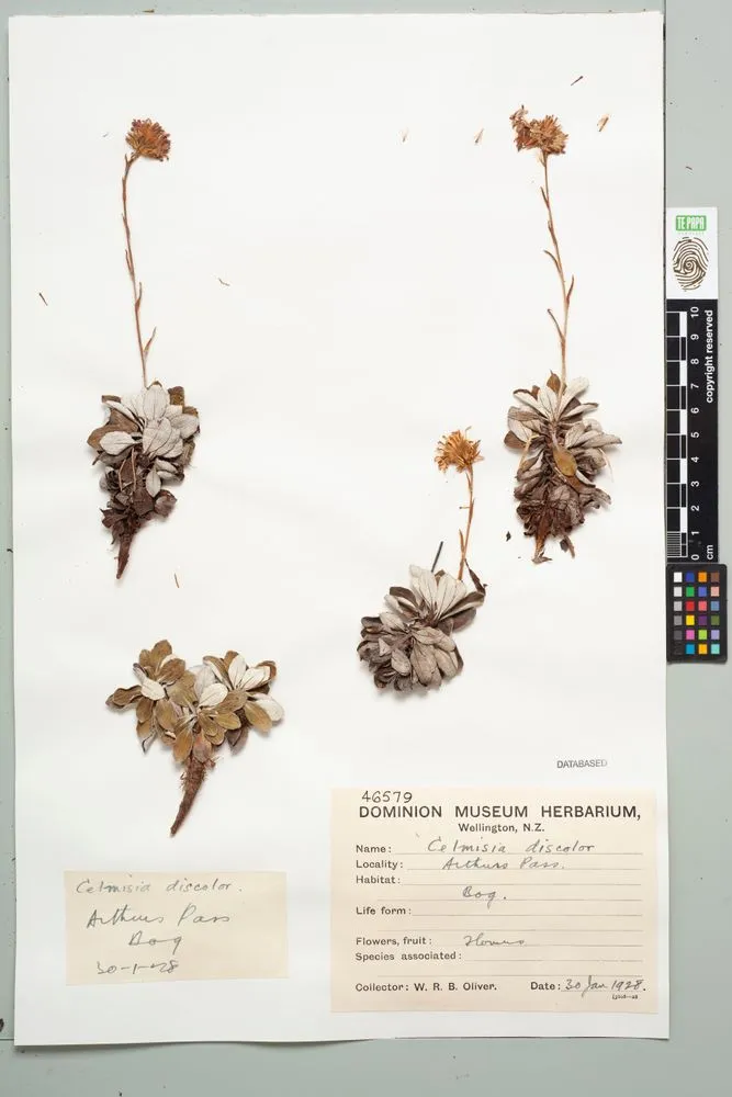 Celmisia discolor Hook.f. | Record | DigitalNZ