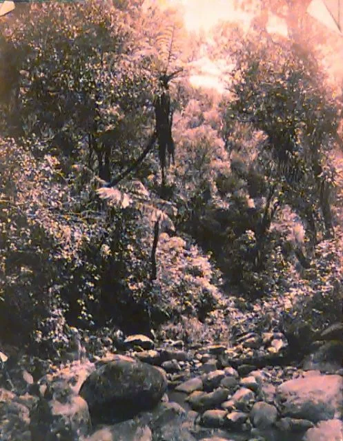 Bush Scene | Record | DigitalNZ