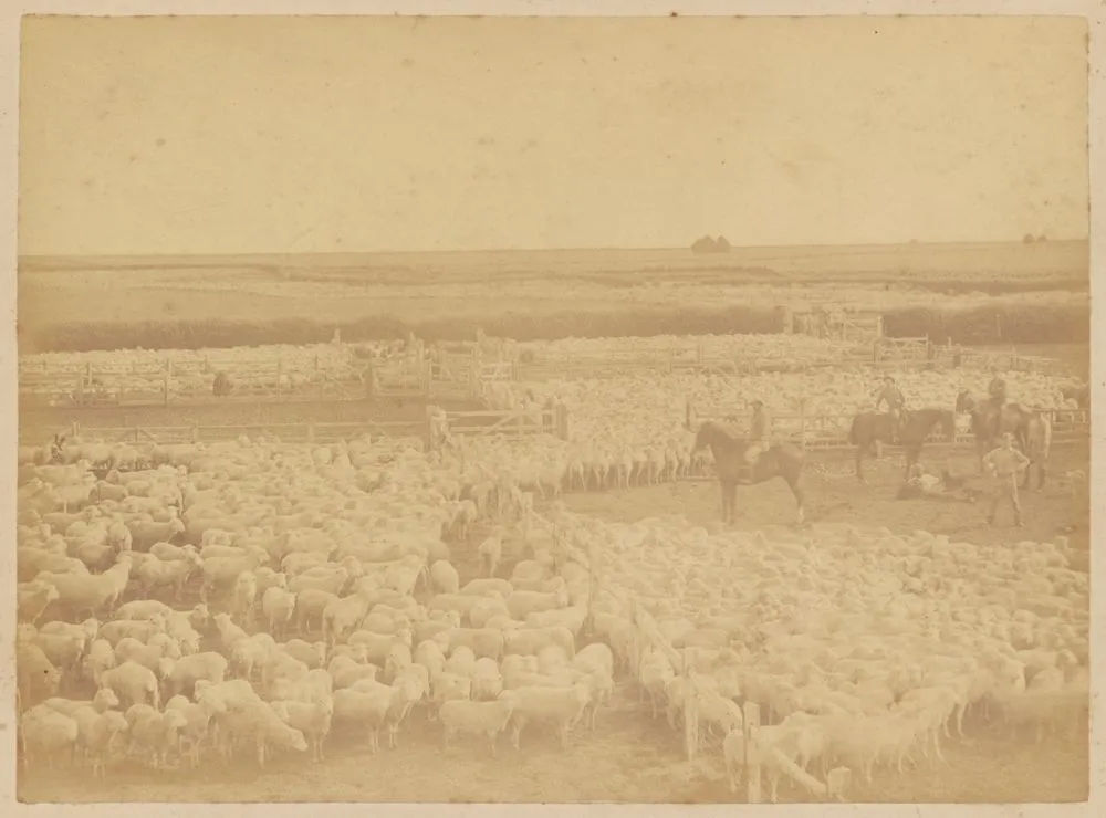 Sheep mustering on the Waireka Station | Record | DigitalNZ