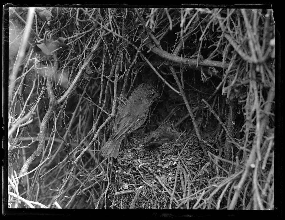 Petroica australis (Robin) - Passeriformes | Record | DigitalNZ
