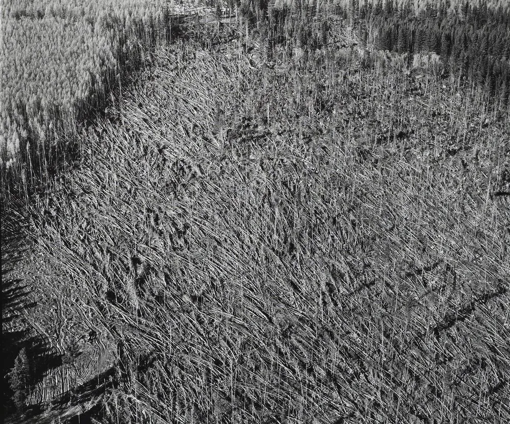 Gale damage, Hanmer Forest, Canterbury | Record | DigitalNZ