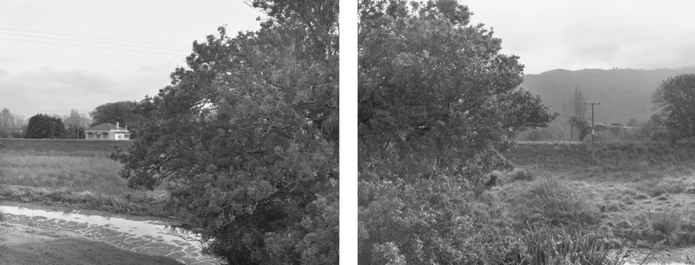 Land of memories: Old Titoki Tree, Tuamarina ('growing here on June ...