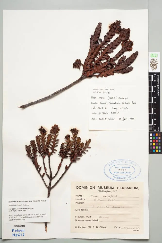 Veronica odora Hook.f. | Record | DigitalNZ