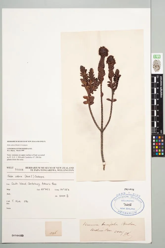 Veronica odora Hook.f. | Record | DigitalNZ