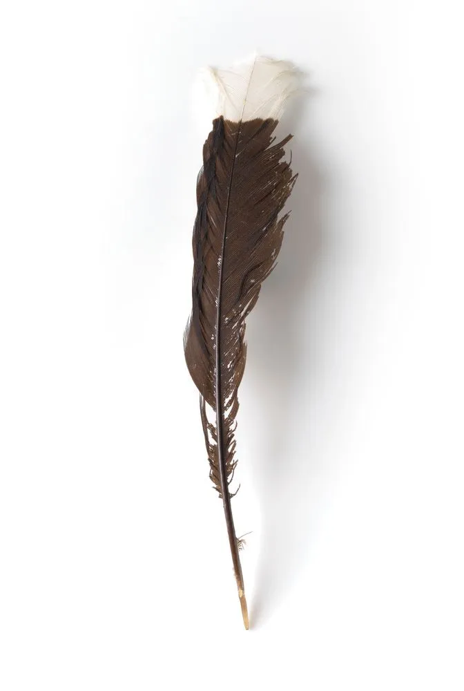 Huia feather | Record | DigitalNZ