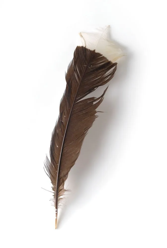 Huia feather | Record | DigitalNZ