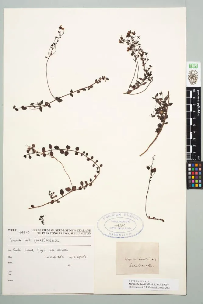 Veronica lyallii Hook.f. | Record | DigitalNZ